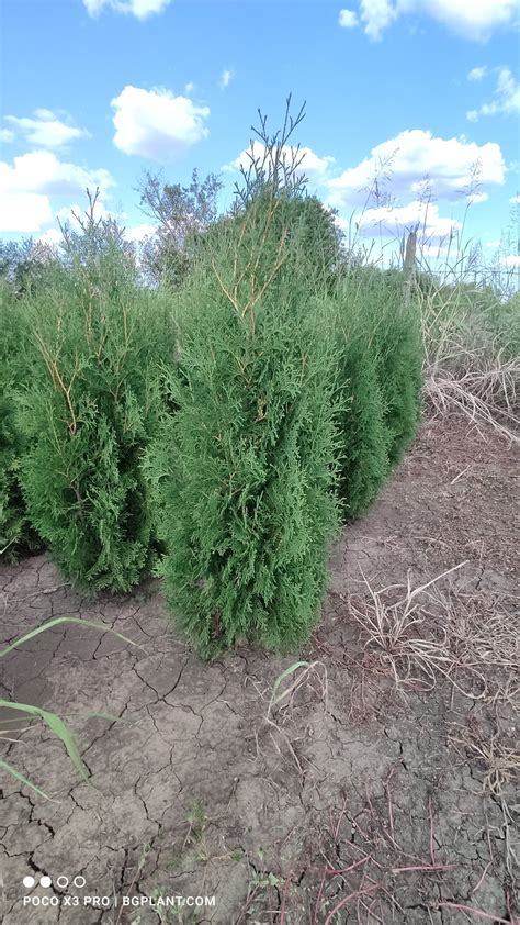 Западна туя сорт Колумна 100 см изважда се с бала пръст Разсадник декоративни иглолистни