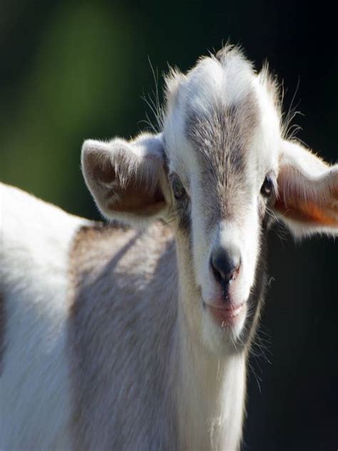 Facts About Goat Mindstick Yourviews Mindstick Yourviews
