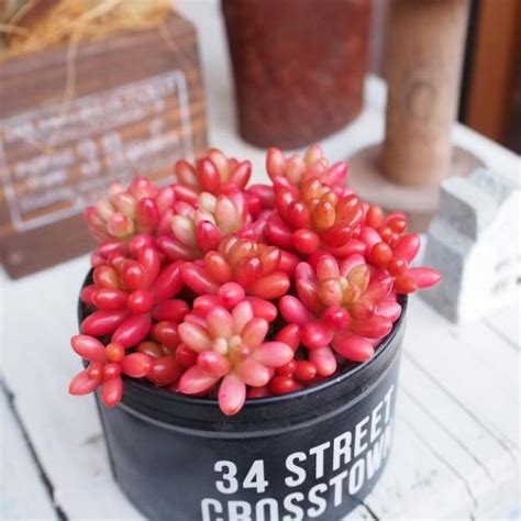 ハマる人続出！多肉植物の寄せ植えアイデアまとめ Weboo ウィーブー 暮らしをつくる