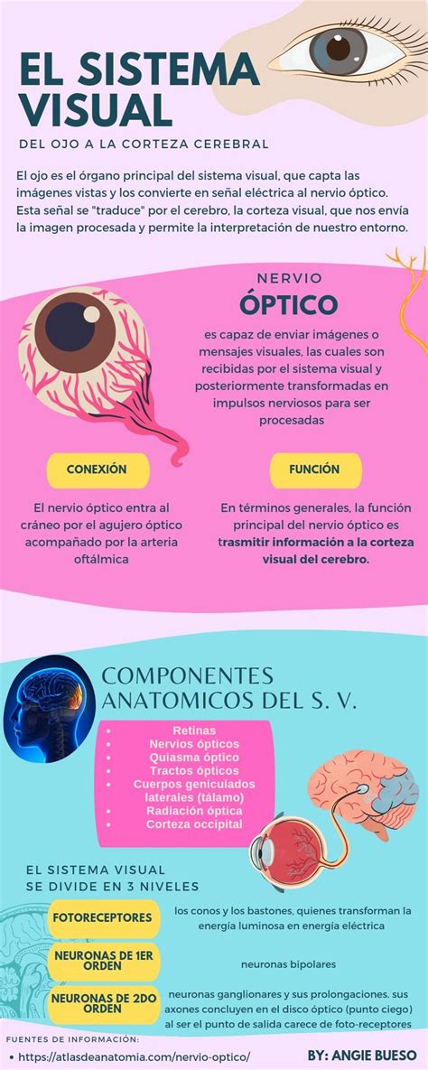 Infografia Sistema Visual Corteza Visual Infografia Infografias Creativas