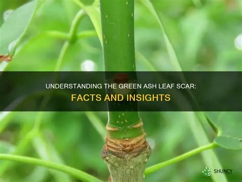 Understanding The Green Ash Leaf Scar Facts And Insights Shuncy