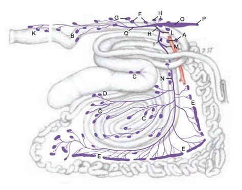 Bovine Gi Lymph Nodes Quiz