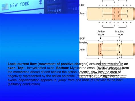 Membrane potentials 膜电位 ppt download