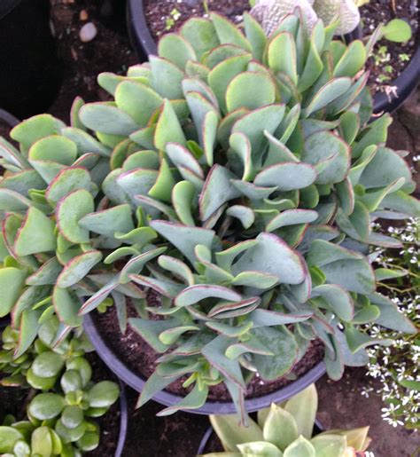 Florez Nursery Archive Crassula Arborescens Bluebird