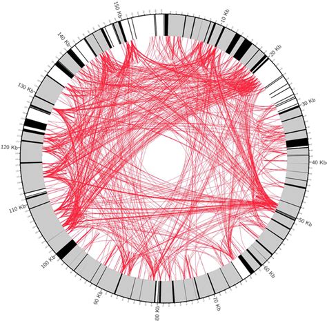 Dispersed And Inverted Repeat Sequences In The Mt Genome Of