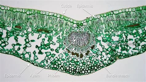 Spongy Mesophyll Cells