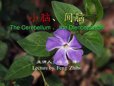 解剖学——小脑间脑课件word文档在线阅读与下载无忧文档