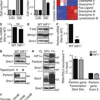 The HIF1 Complex Regulates The CD8 T Cell Transcriptional Program But