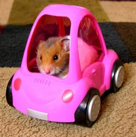 Hamster Car Ball Clearance Danzhaocc