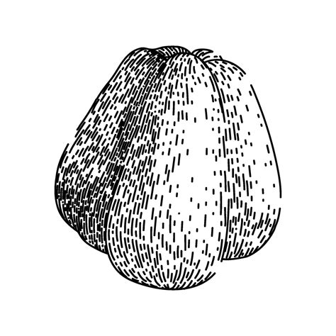 Nutrition Chayote Healthy Sketch Hand Drawn Vector 26826484 Vector Art