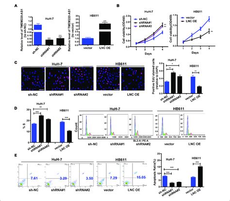 TMEM220 AS1 Inhibits The Proliferation And Cell Cycle Of HCC Cells