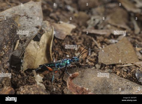 Emerald Cockroach Wasp Ampulex Compressa Adult Female Beside Burrow
