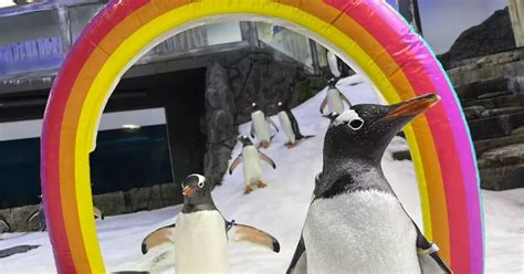 Sphen Partner In A Same Sex Penguin Couple Dies — And A Colony Sings