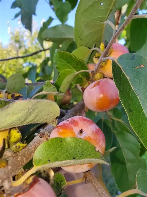Yates Persimmons Tree Blue Hill Wildlife Nursery