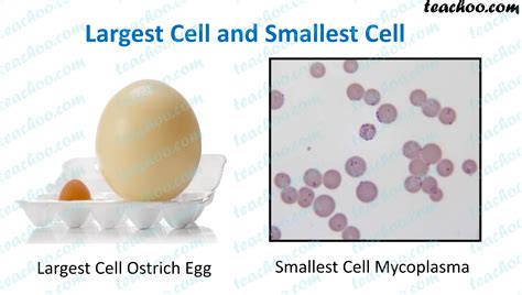 Size Of Cells Smallest And Largest Cell Teachoo Concepts