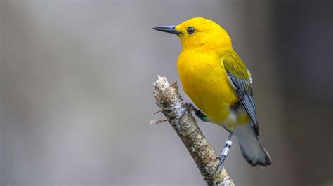 16 Birds With Yellow Belly Pictures And Guide