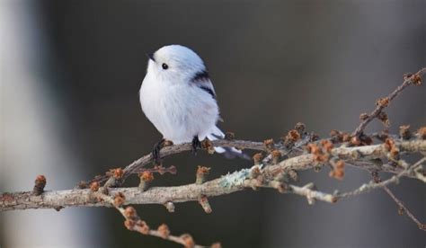 Meet The Japanese Snow Fairy Bird Shima Enaga Bird 2025
