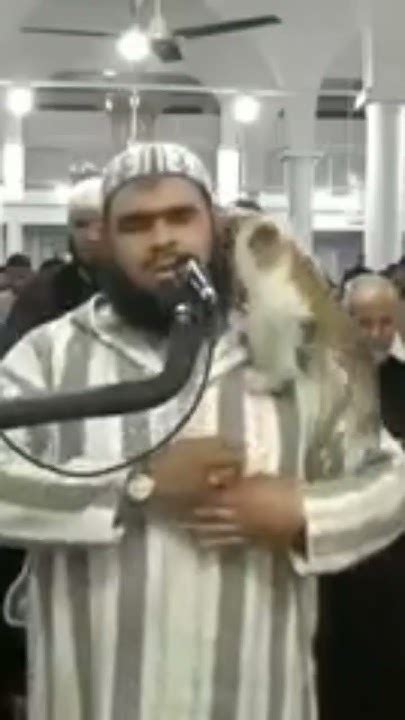 هكذا تعامل امام مسجد من الجزائر مع قطة أثناء أداء الصلاة Youtube