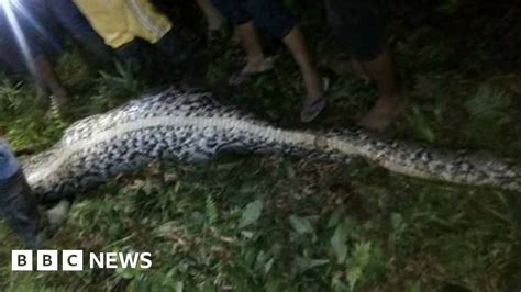 Indonesian Man S Body Found Inside Python Police Bbc News