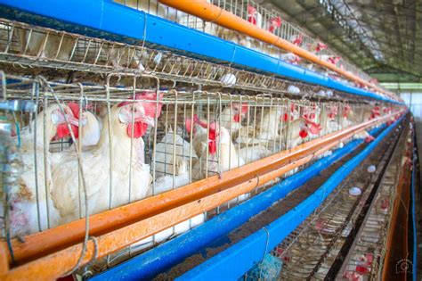 Philippines Lifts Import Ban On Bird Poultry Products From Belgium