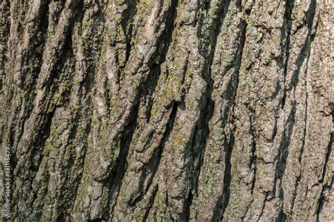 Bark Background Stock-Foto | Adobe Stock