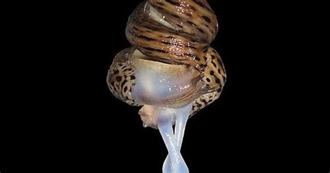 Slug Sex Or Shitpost You Decide Album On Imgur