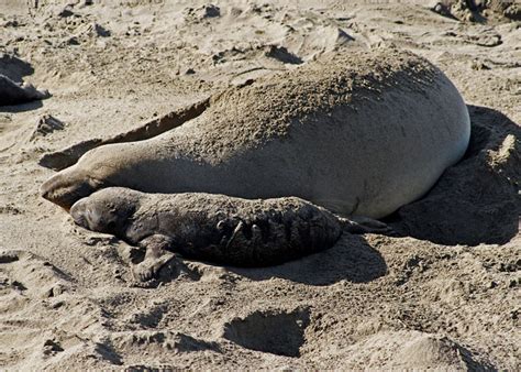 View Thousands Of Elephant Seals Along Highway 1 Cambria Directory
