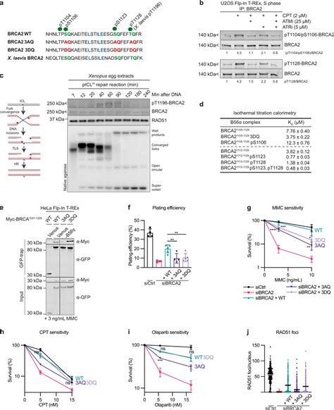Atm And Atr Stimulate Brca2 Pp2a B56 Complex Formation A Schematic Of Download Scientific
