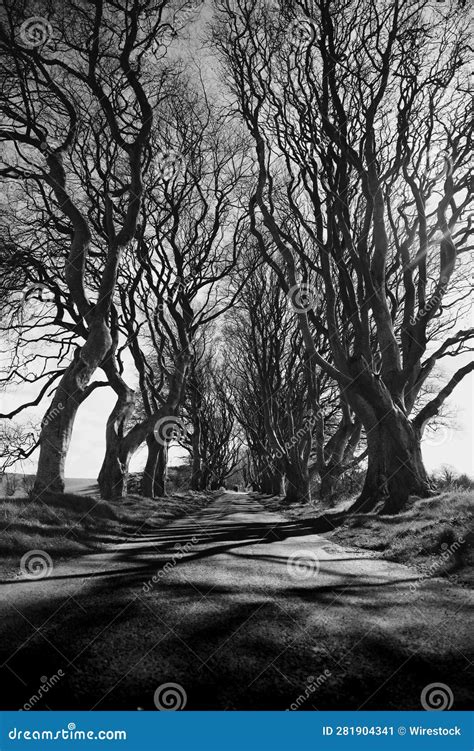 Grayscale Of A Pathway Lined With Bare Trees Stock Image Image Of