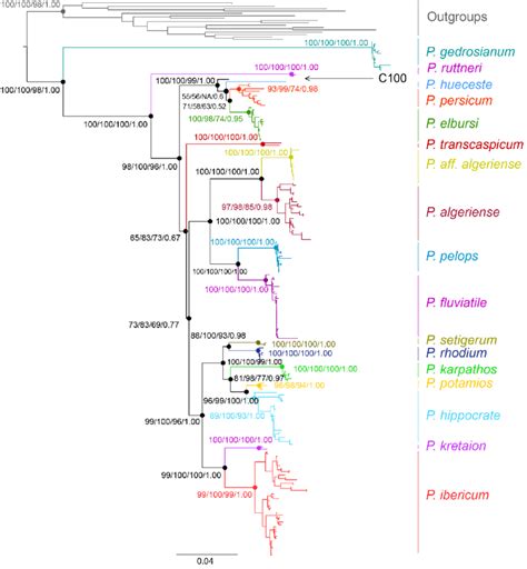 Consensus Tree Of The Potamon Genus As Obtained From Iqtree Each Download Scientific Diagram
