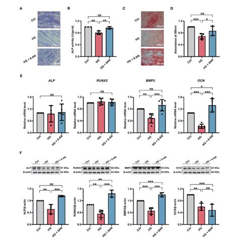Modulation Of Nadph Generation Via 6 An Treatment Ameliorated The High