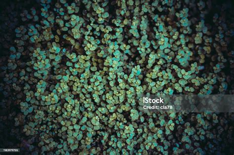 녹색 잎 패턴 레이아웃 디자인입니다 생태 자연 창조적 인 개념 탑 뷰 자연 배경 0명에 대한 스톡 사진 및 기타 이미지 0명 계절 디자인 Istock