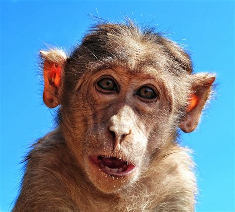 Affe Meme Fotos Lade Kostenlose Hochwertige Bilder Herunter Freepik