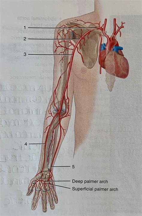 Arteries Supplying The Upper Extremities Diagram Quizlet