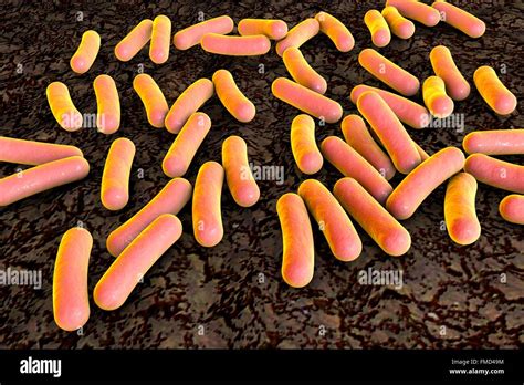 Pseudomonas Aeruginosa Bacteria Computer Illustration P Aeruginosa