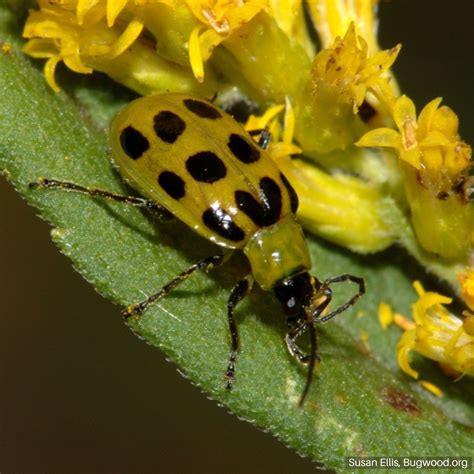 Western Striped Spotted Cucumber Beetle Usu