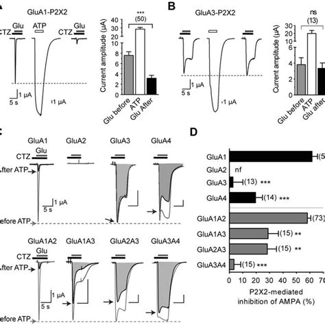 Decrease In Number Of Dendritic And Synaptic Sep Tagged Glua1 Receptors Download Scientific