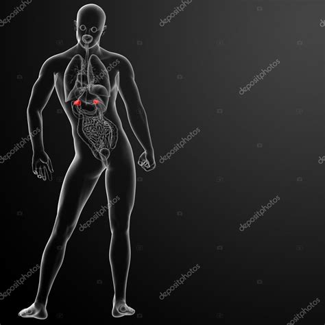 d renderizar la anatomía suprarrenal vista posterior