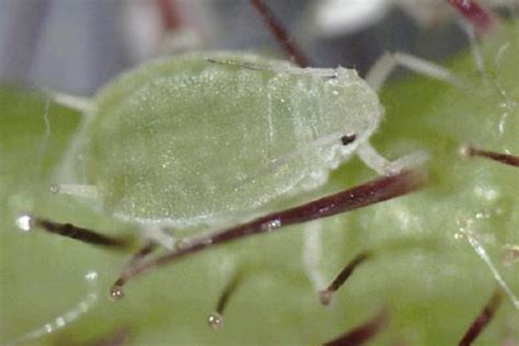 Aphis Rubicola Small American Raspberry Aphid Identification Images