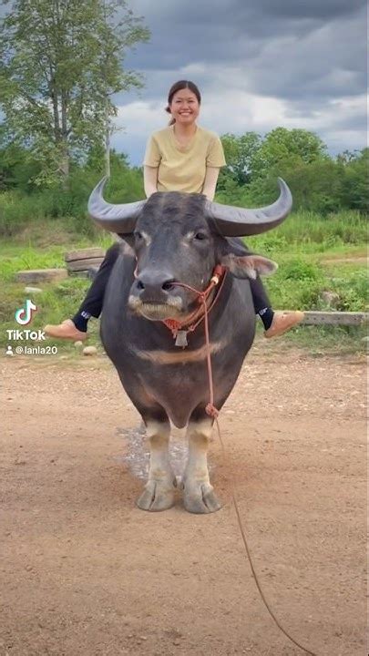 พี่เบนกับเจ้านิลบ่อทราย นิลอุทัย ส ตะวันฟาร์มควายไทย ควายงาม ควายพ่อ