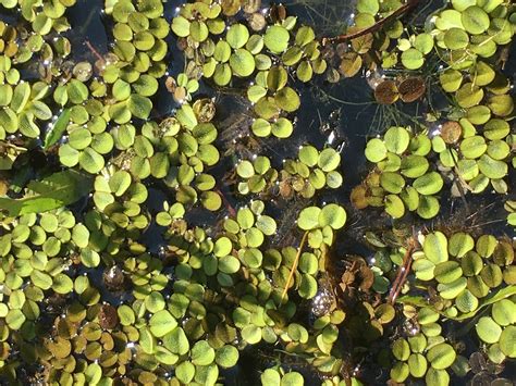 Aquatic Grass Identification At Hayley Pell Blog