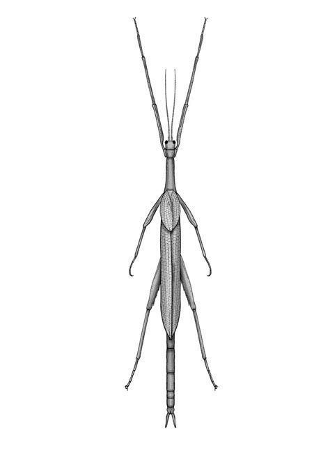 Leaf And Stick Insects Order Phasmatodea The Australian Museum