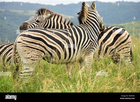 Zebra Mating Hi Res Stock Photography And Images Alamy