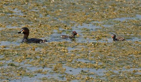 Mazais Dūkuris — Vikipēdija