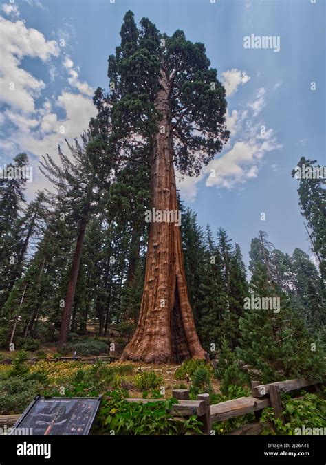 A Low Angle Shot Of Giant Sequoia Trees Under Blue Bright Sky In