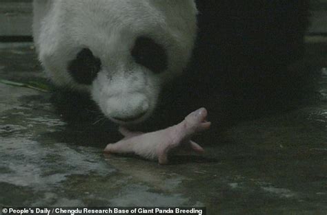 Giant Panda Named Po After Character In Kung Fu Panda Gives Birth To