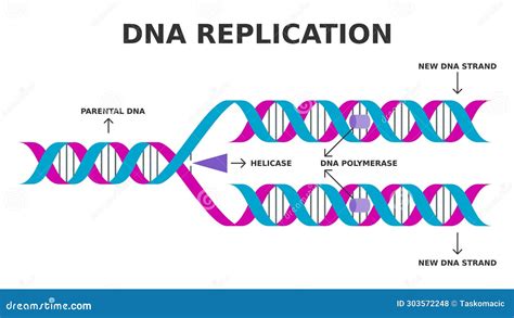DNA Replication Biological Process Of Producing Two Identical Replicas Of DNA From One Original