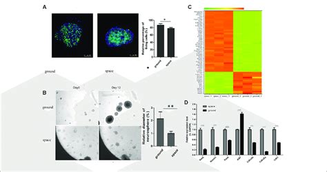Neurosphere Formation Of Nscs During Spaceflight A Representative
