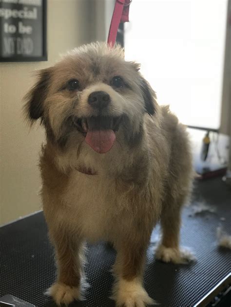 Gallery — Essential Dog Grooming