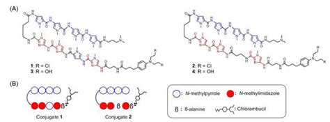 《jacs》新型烷基化dna Pi聚酰胺药物结合runx转录因子的分子特征 知乎